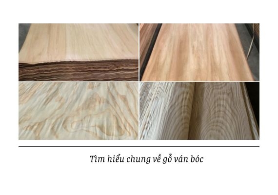 Tìm hiểu chung về gỗ ván bóc tại SHBN